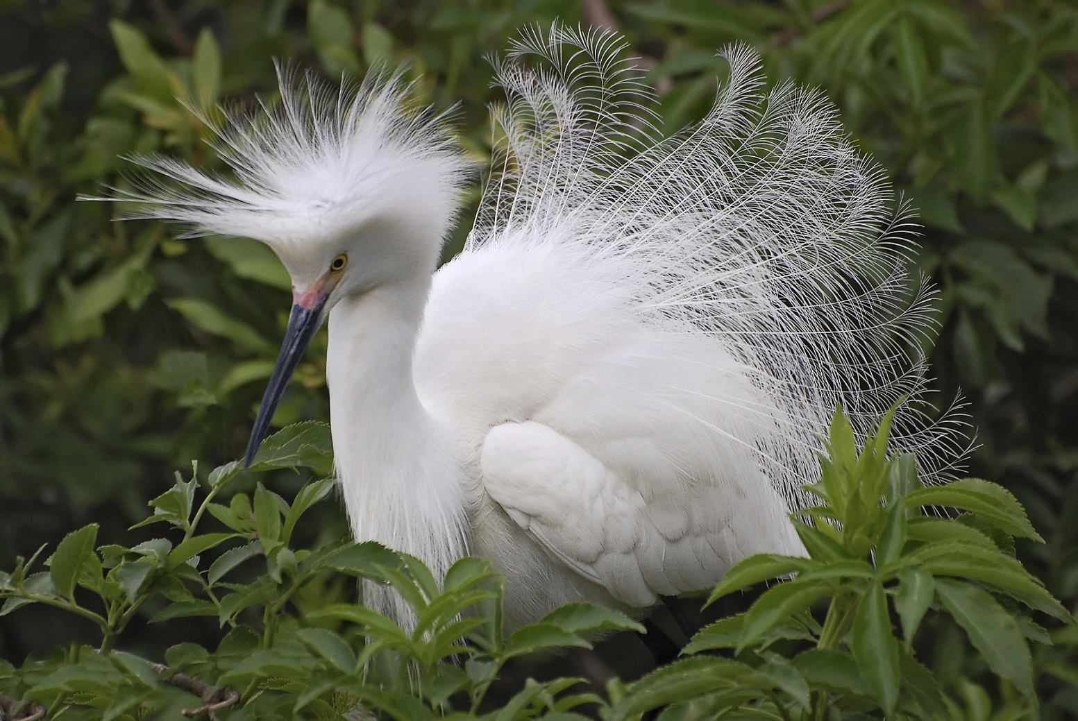 Periodontics Brunswick, GA, Periodontist Samuel T. Norris, Jr., DMD, MS